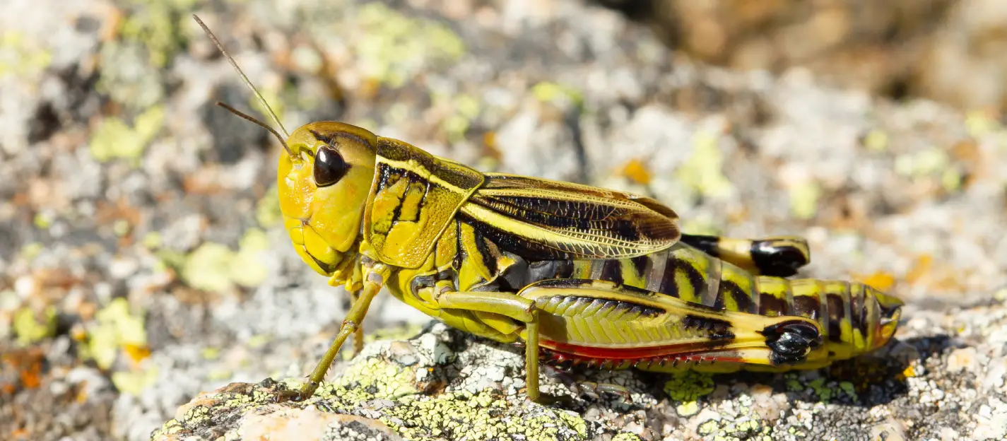 Cricket Locust Control Ontario | Expert Fast Safe Solutions